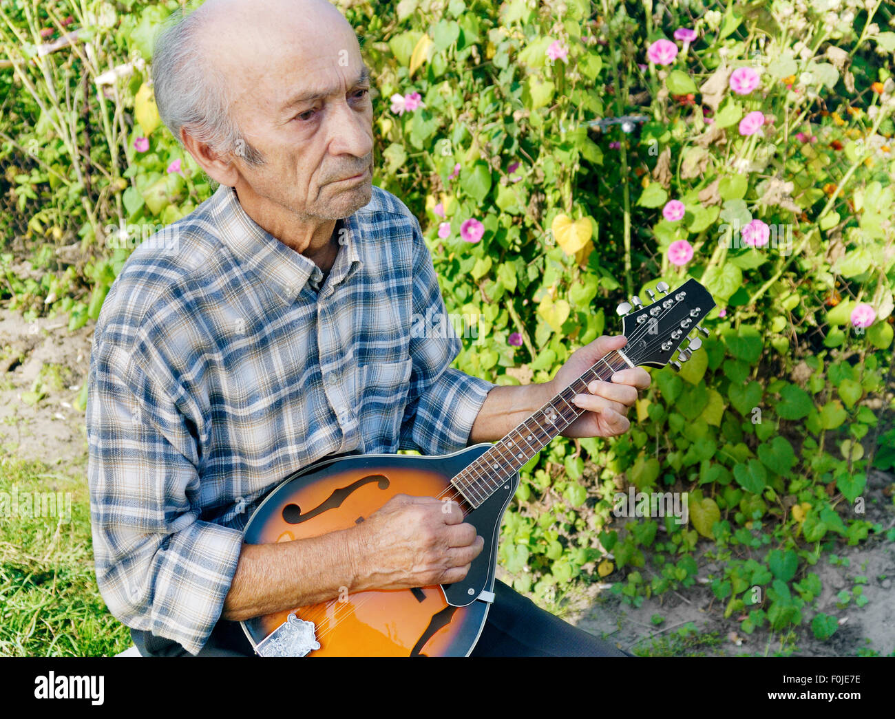 Senior man playing mandolin outside on the green background Stock Photo ...