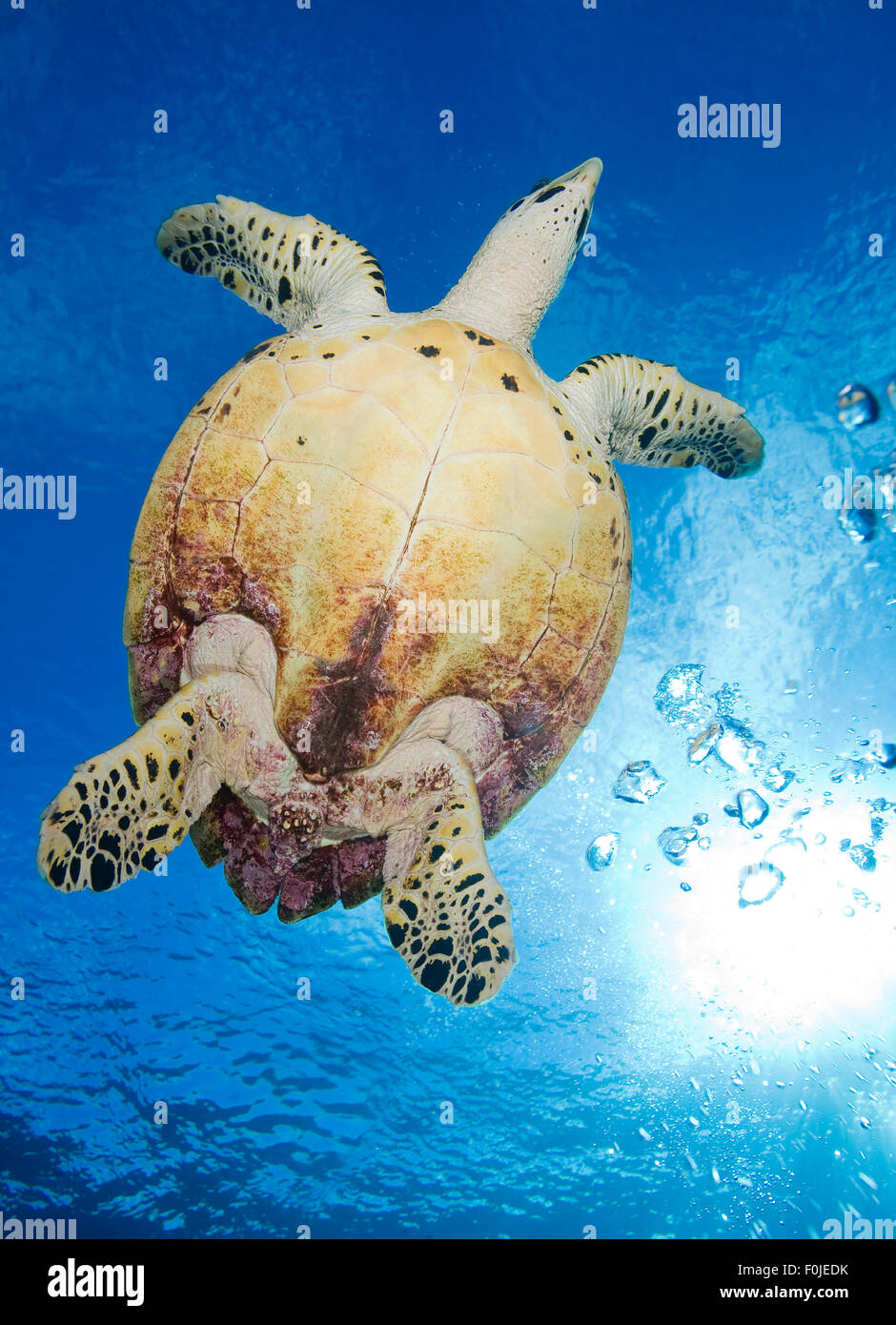HAWKBILL SEA TURTLE SWIMMING AT SURFACE Stock Photo - Alamy