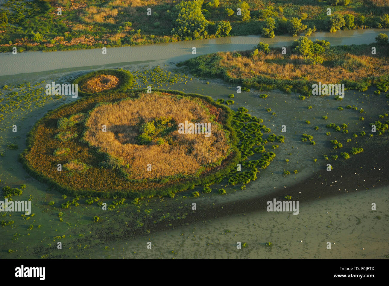 Aerial view of islands of vegetation in the Danube delta rewilding area ...