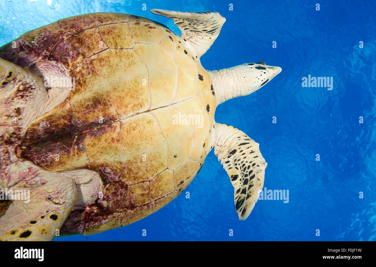 CLOSE-UP UNDER VIEW OF HAWKBILL SEA TURTLE Stock Photo - Alamy