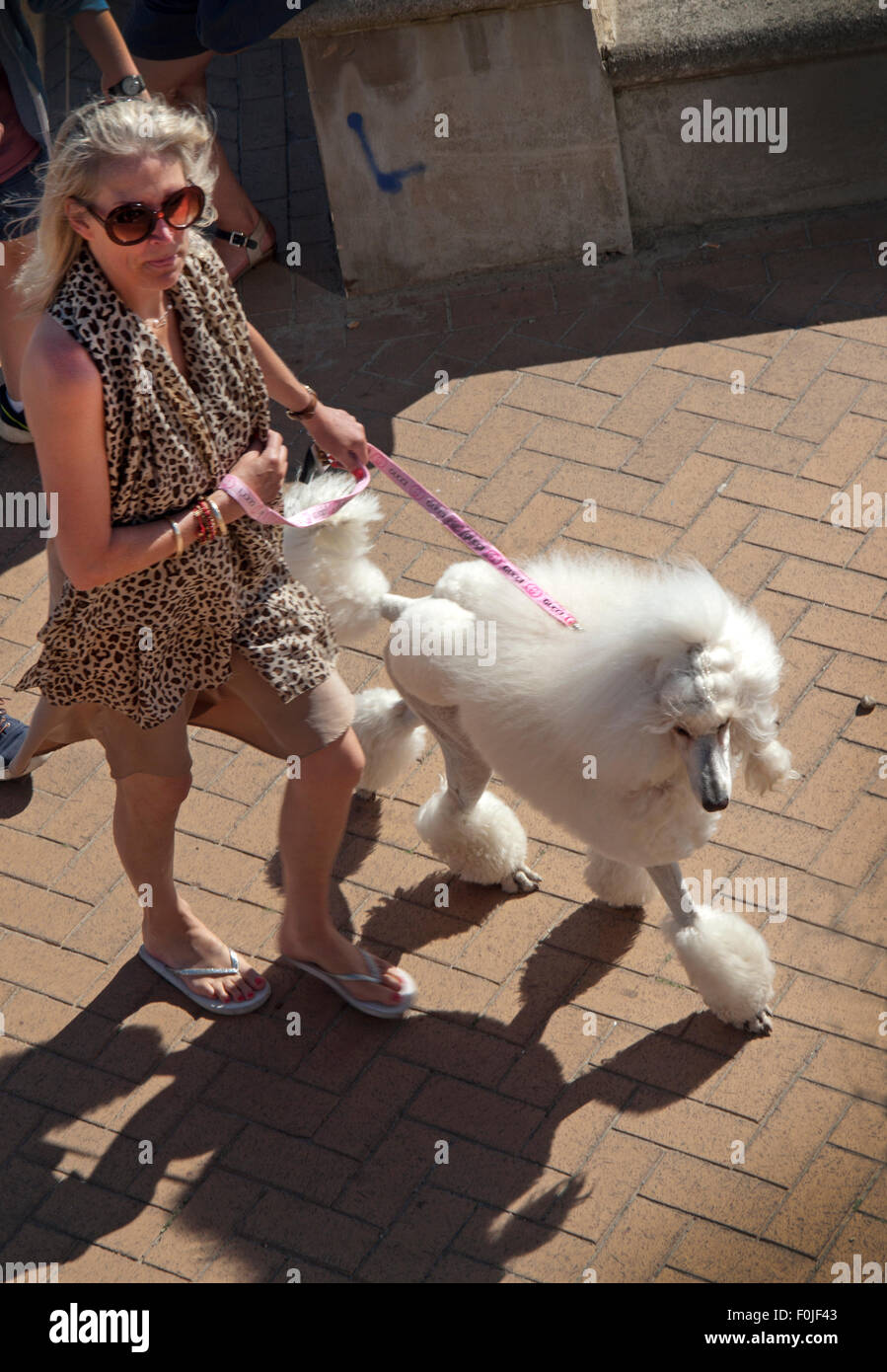 Dog walking in Brighton Stock Photo - Alamy