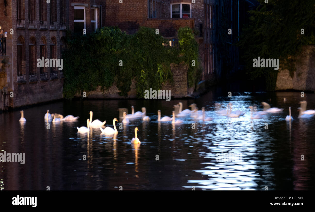 Swans swimming in canal hi-res stock photography and images - Alamy