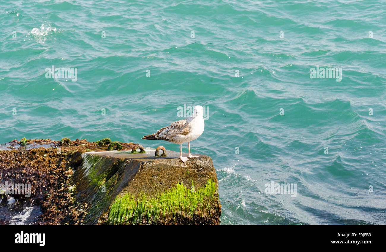 Single seagull perched on rock against sea Stock Photo - Alamy