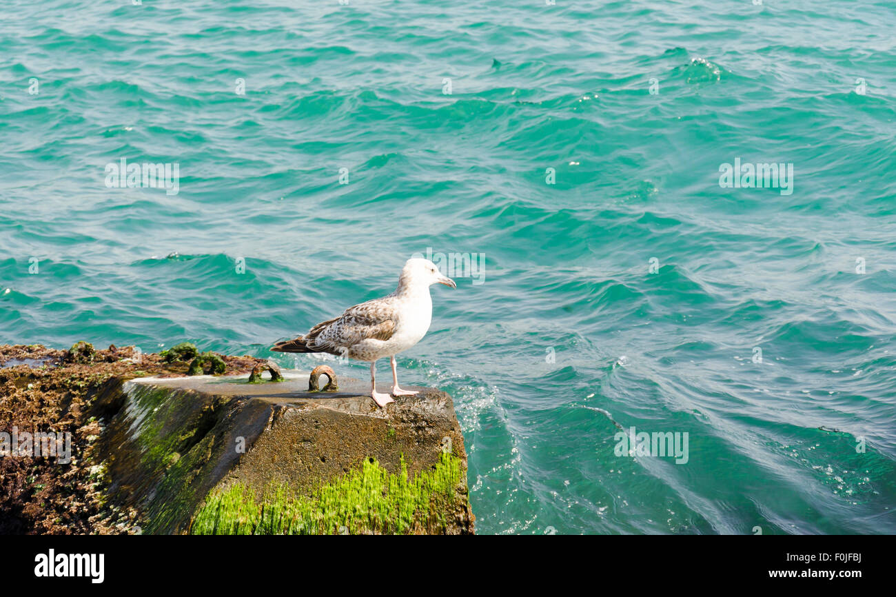 Single seagull perched on rock against sea Stock Photo - Alamy