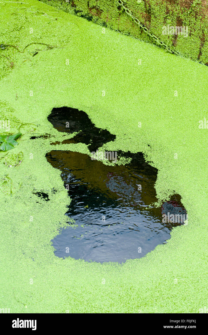 Duckweed on the River Nene at Whiston Lock, Northamptonshire, England ...