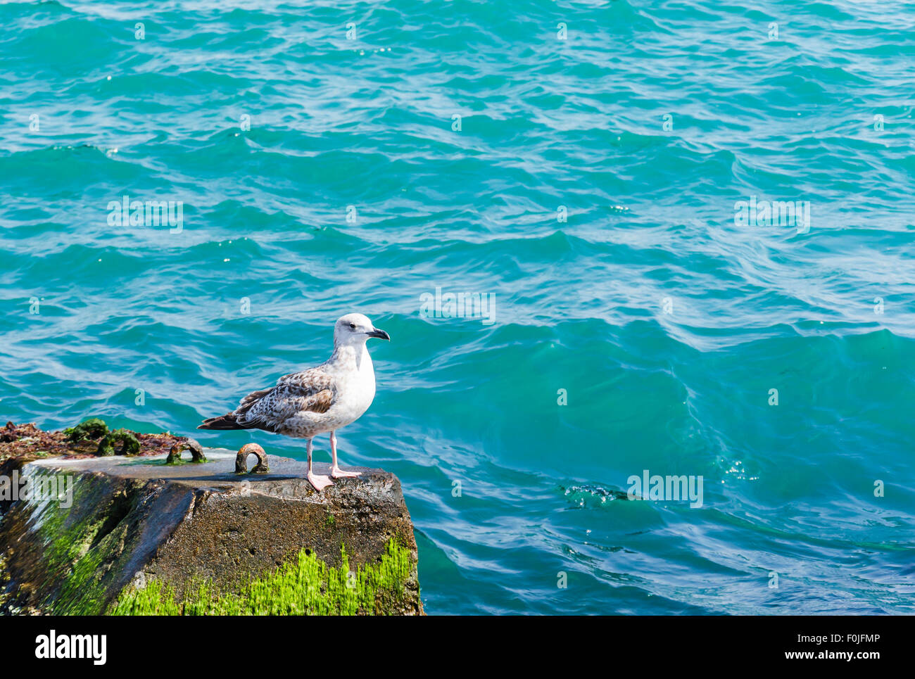 Single seagull perched on rock against sea Stock Photo - Alamy