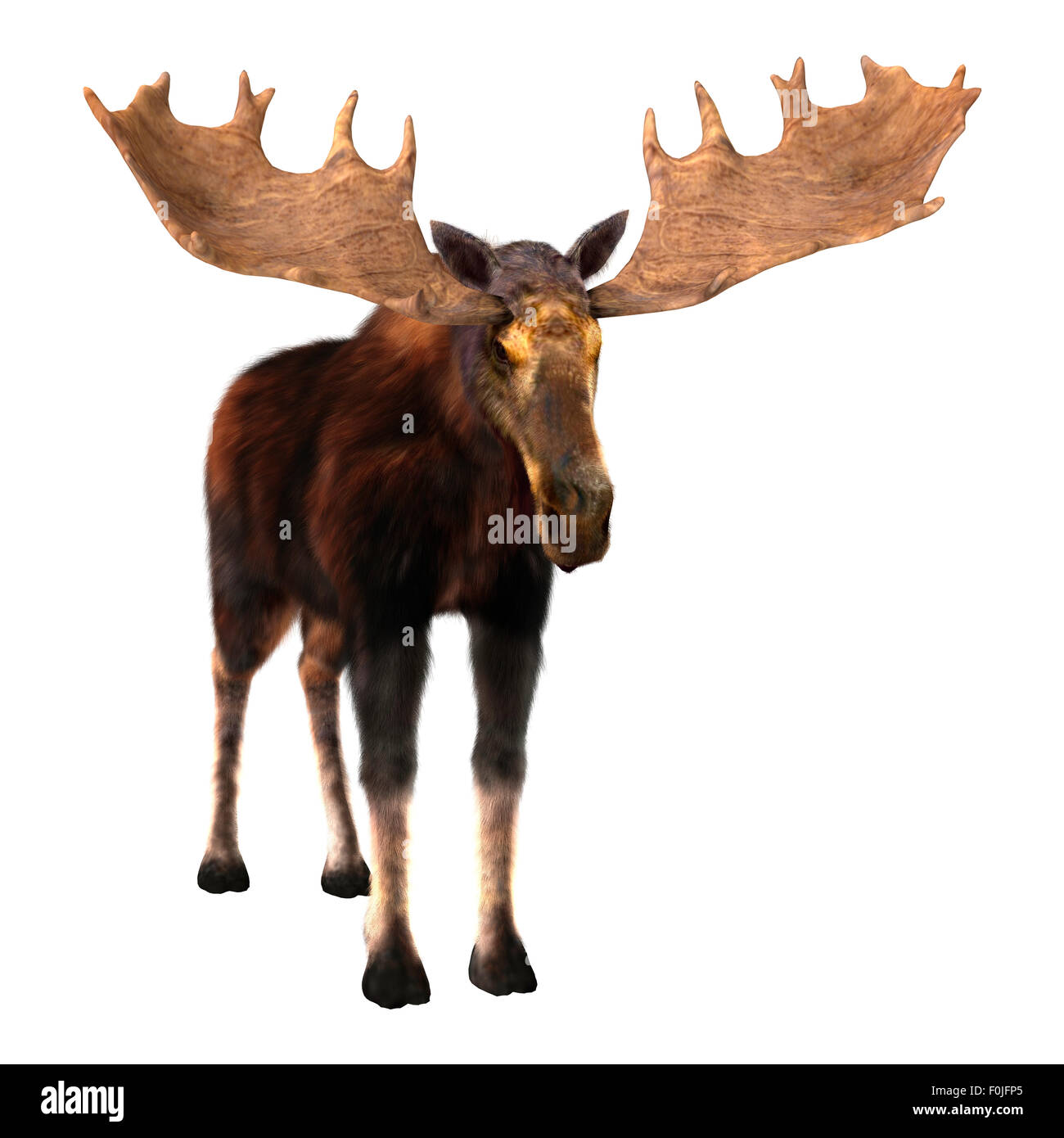 3D digital render of a male moose isolated on white background Stock ...