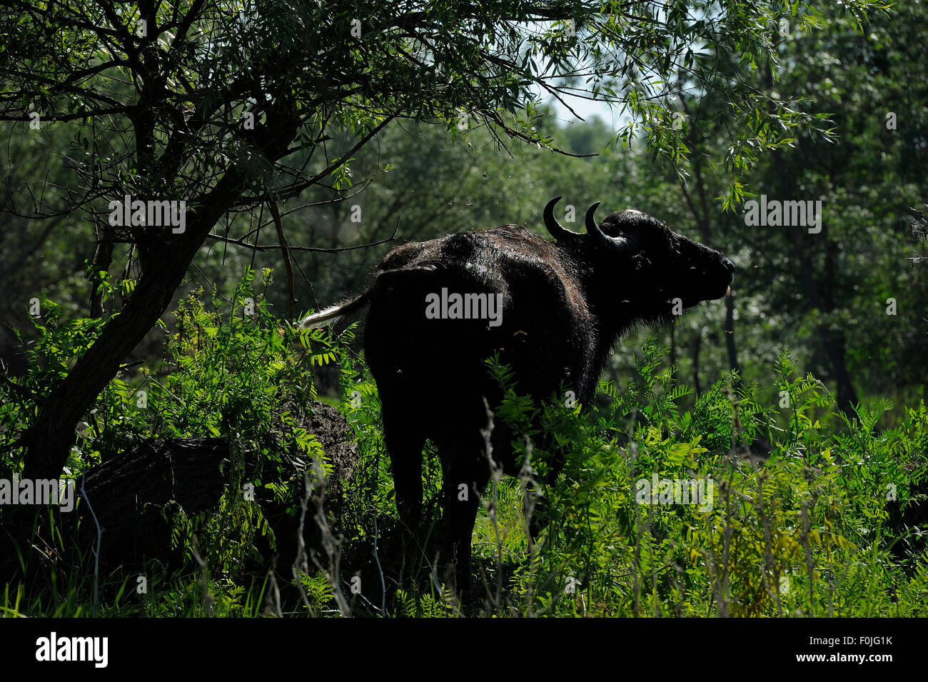 Domestic Water buffalo (Bubalus arnee bubalis) rear view of animal ...