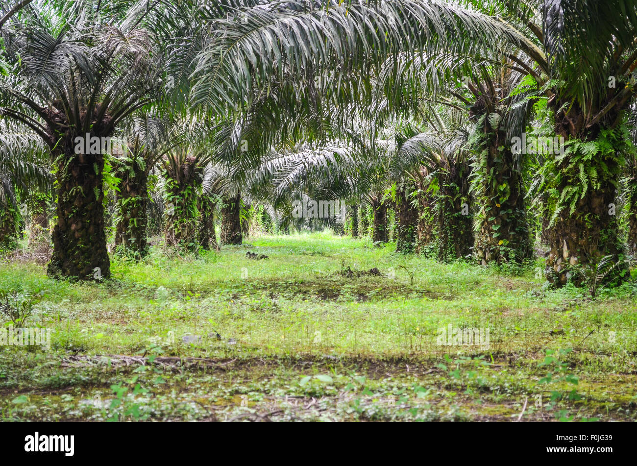 Cameroun oil hi-res stock photography and images - Alamy