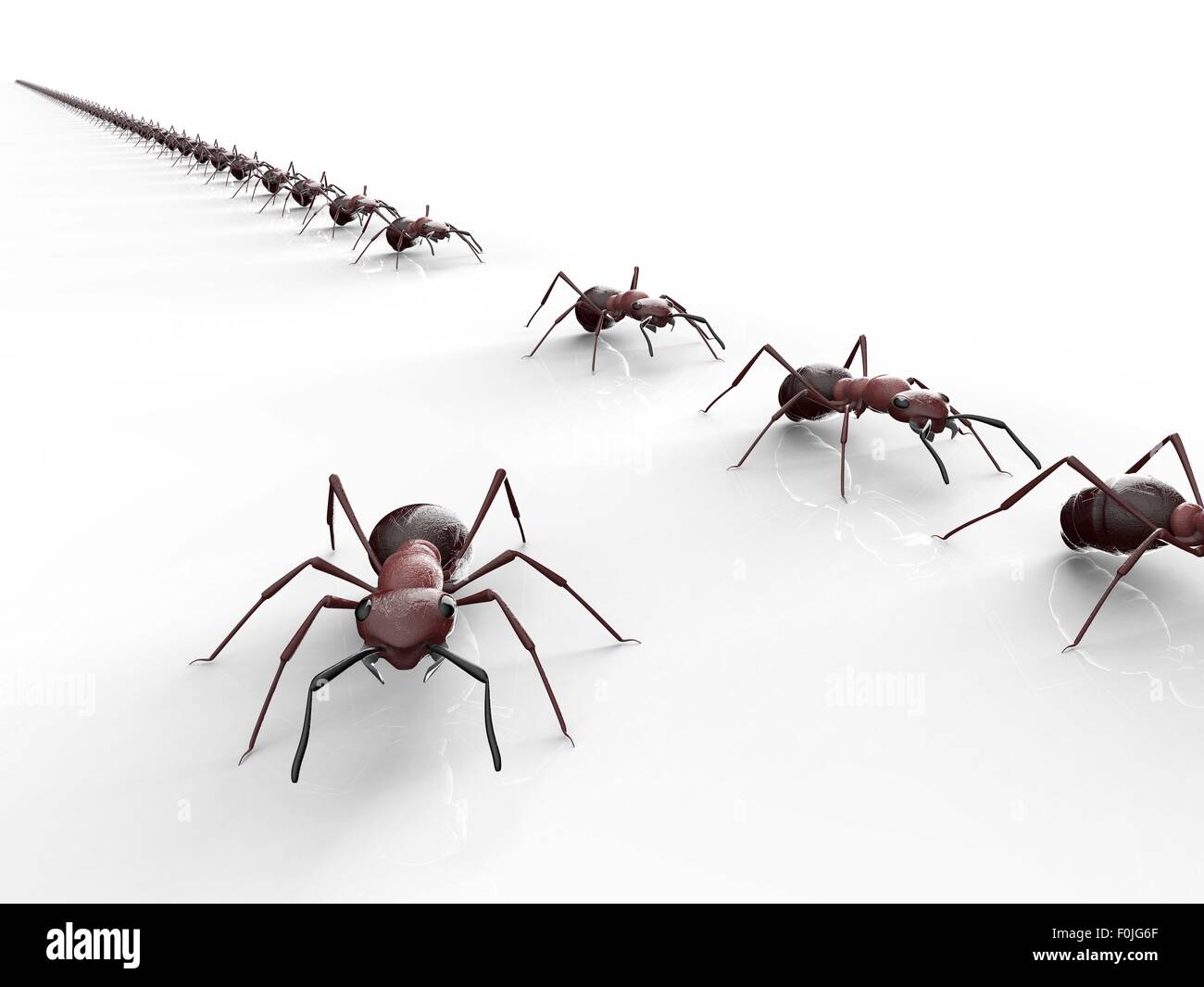 Way ants hi-res stock photography and images - Alamy