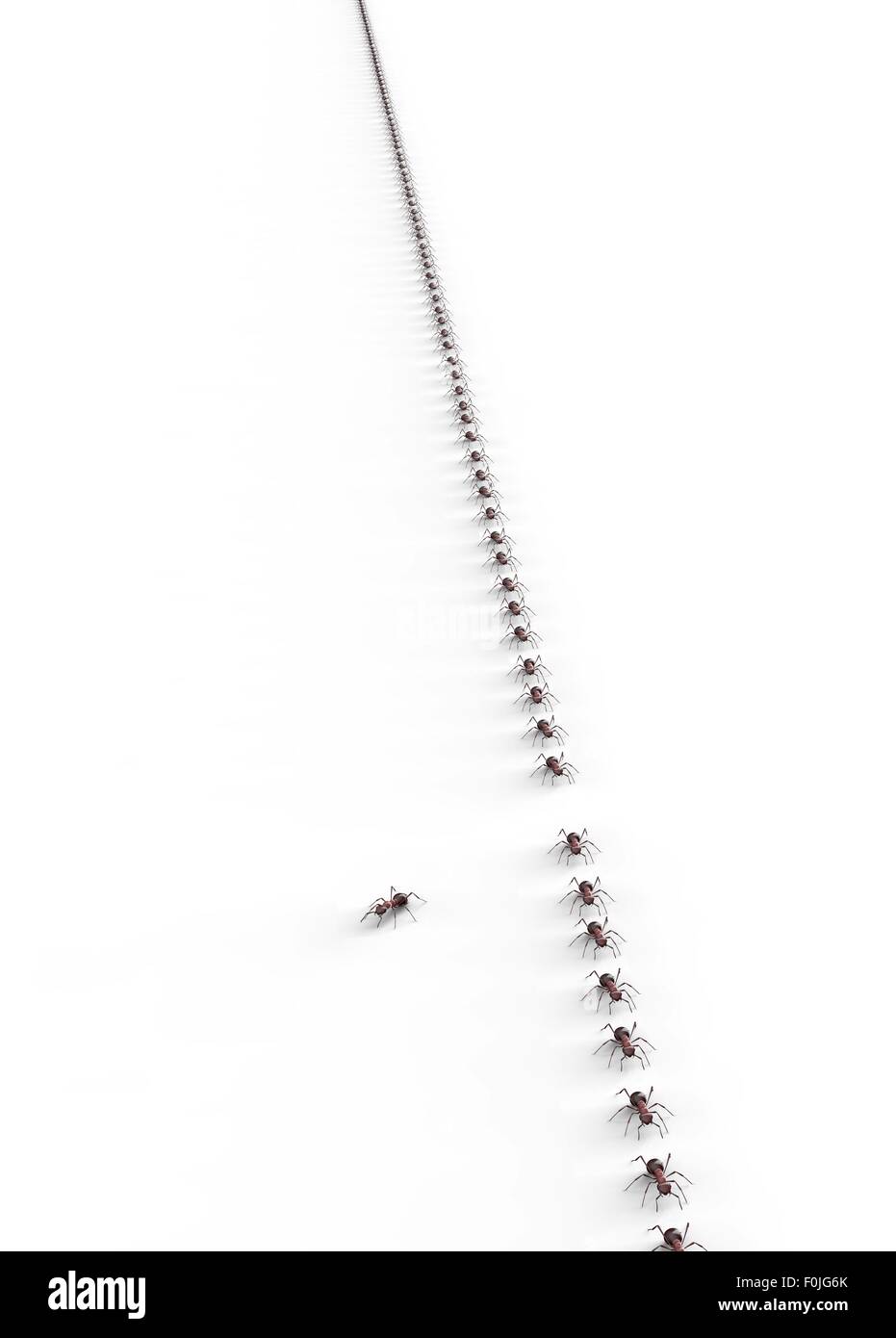 Way ants hi-res stock photography and images - Alamy