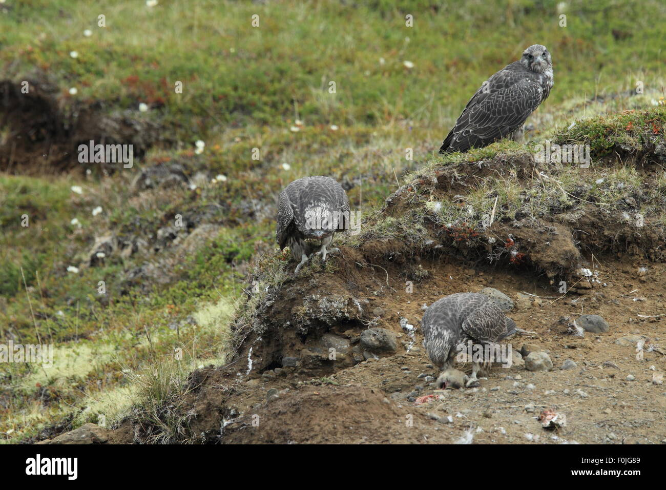 young Gyrfalcon Gerfalcon Iceland Stock Photo - Alamy