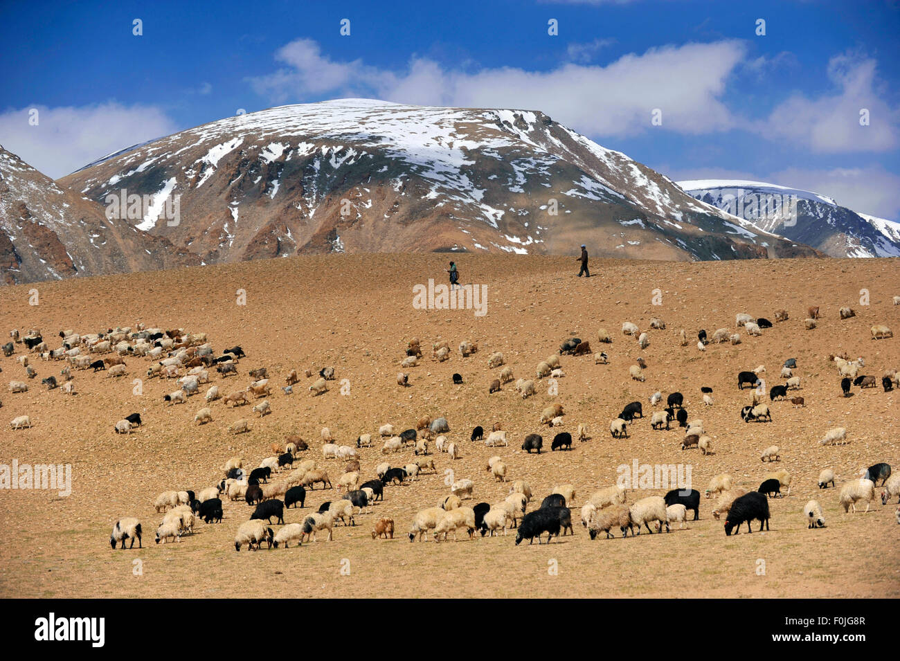 Pashmina wool sheep hi-res stock photography and images - Alamy