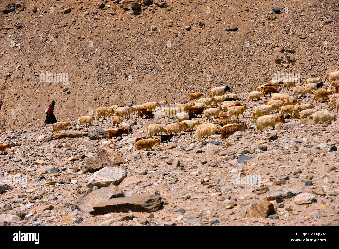 India Jammu Kashmir Ladakh Pashmina wool sheep grazing Stock Photo - Alamy