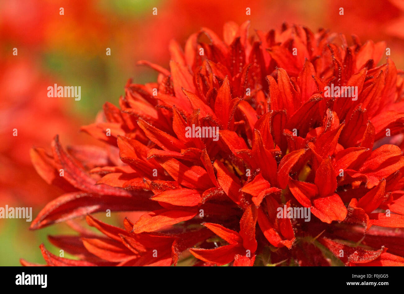 Garden red flower hi-res stock photography and images - Alamy
