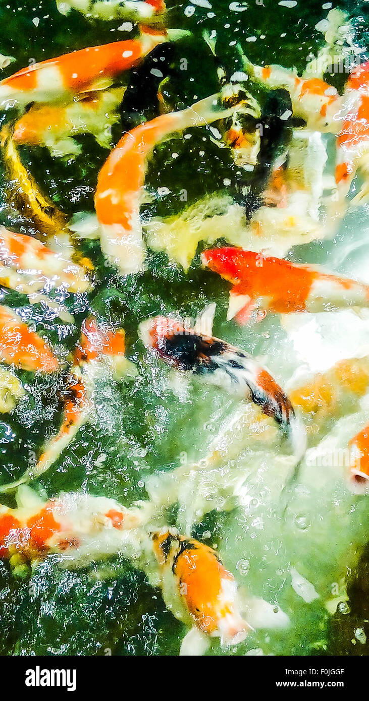 Background images of fish and water waves Stock Photo - Alamy