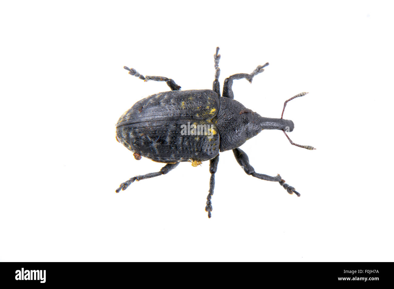Black bug hi-res stock photography and images - Alamy