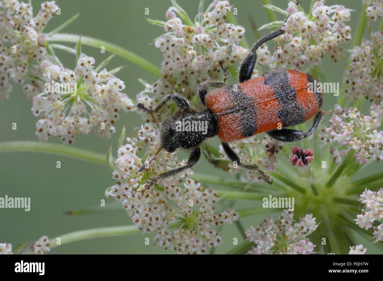Bee beetle - Chequered beetle (Trichodes apiarius) on flower Vaucluse ...