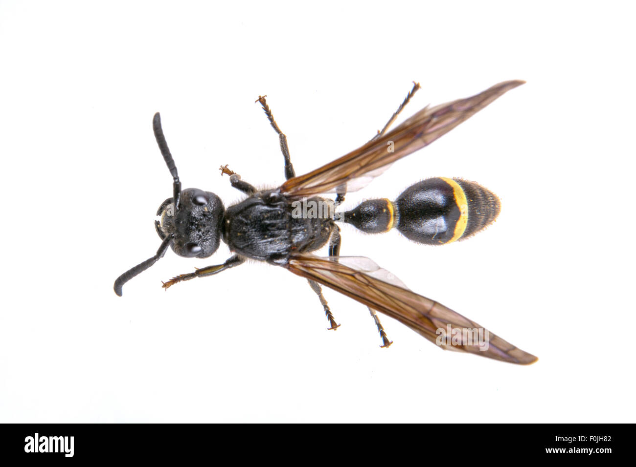 Black insect isolated on the white background Stock Photo - Alamy