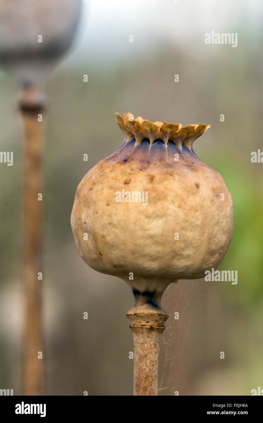 Mature poppy hi-res stock photography and images - Alamy