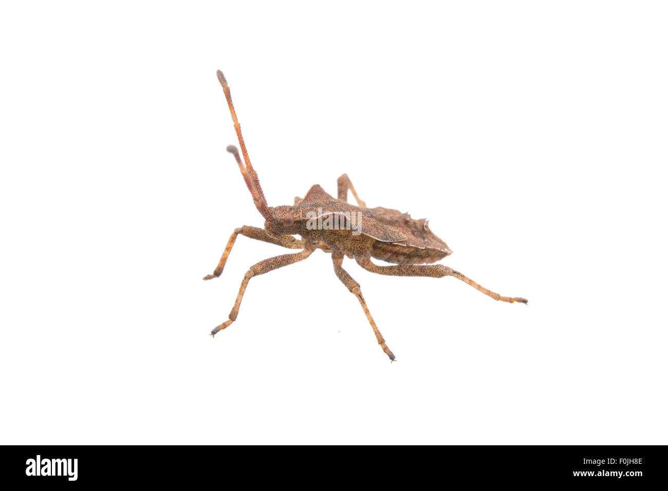 Brown Dock Bug isolated on a white background Stock Photo - Alamy