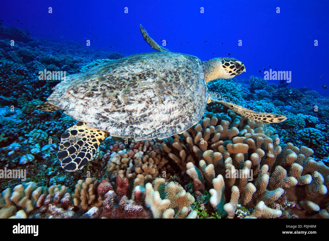 BACK CLOSE-UP VIEW OF HAWKBILL SEA TURTLE Stock Photo - Alamy