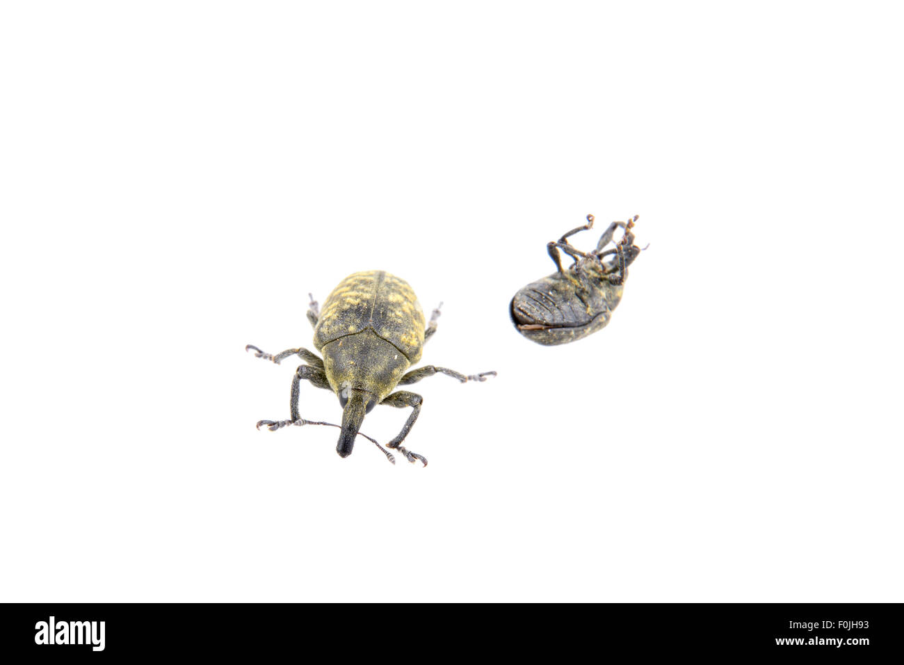 Black bugs isolated on a white background Stock Photo - Alamy