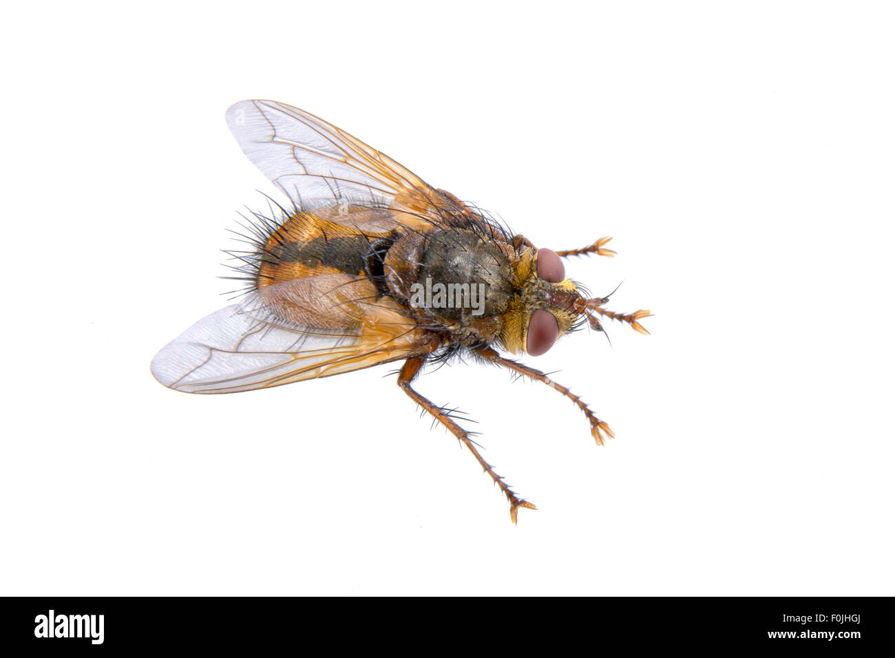 Fly isolated on a white background Stock Photo - Alamy