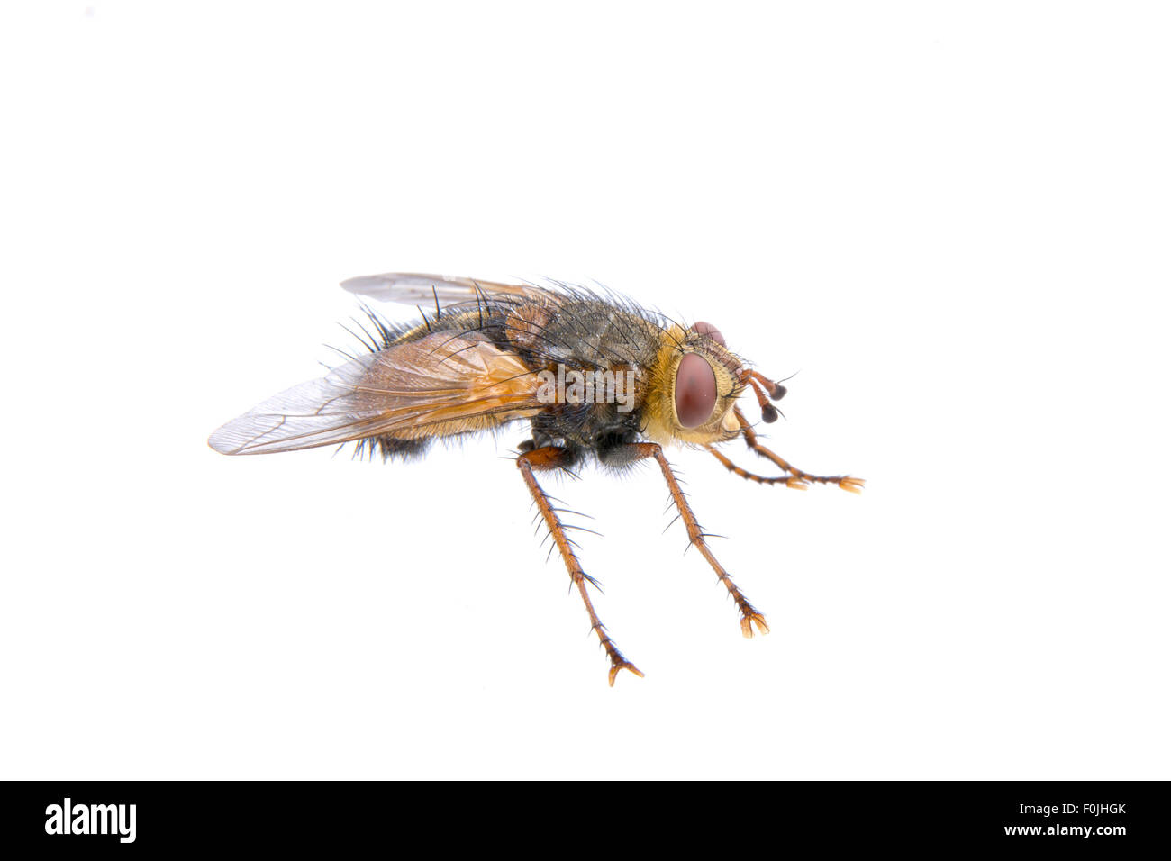 Fly isolated on a white background Stock Photo - Alamy