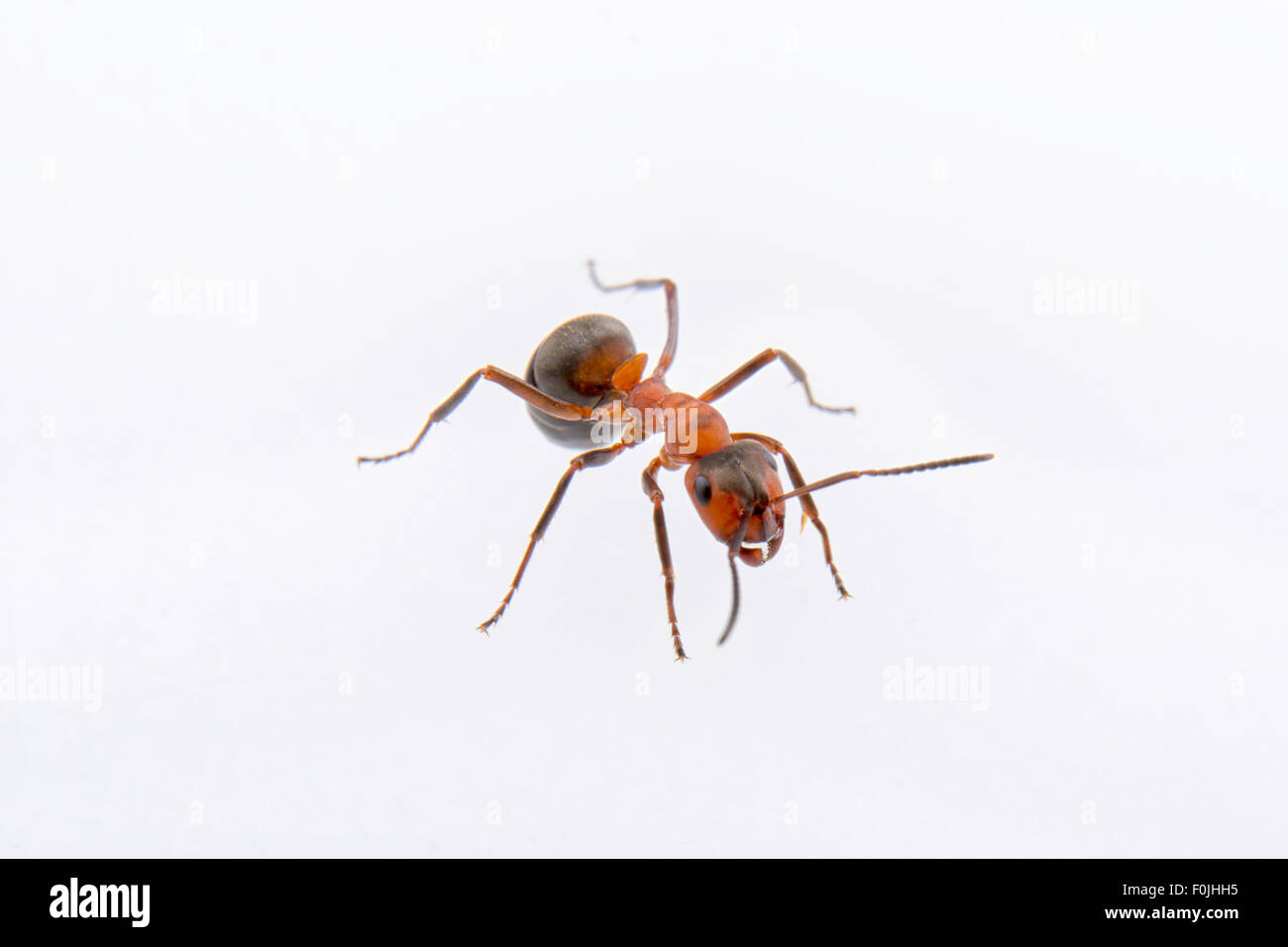 Brown ant isolated on a white background Stock Photo - Alamy