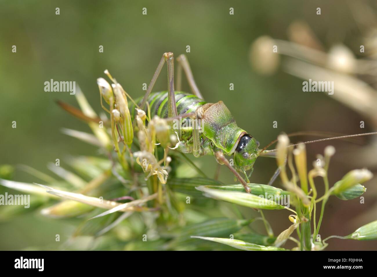 Female katydid ovipositor hi-res stock photography and images - Alamy