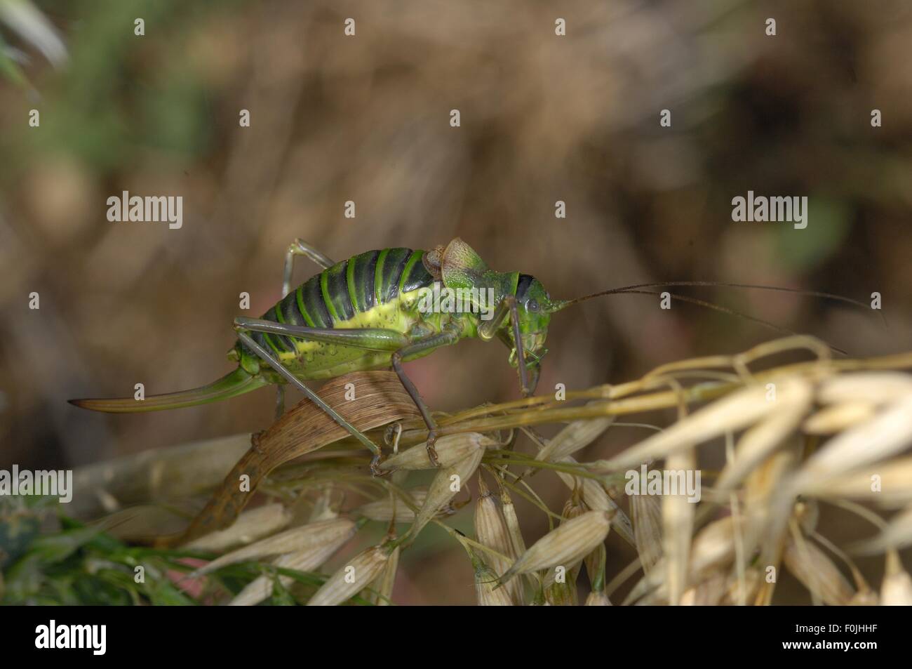 Mediterranean katydid - Saddle-backed bushcricket (Ephippiger ...