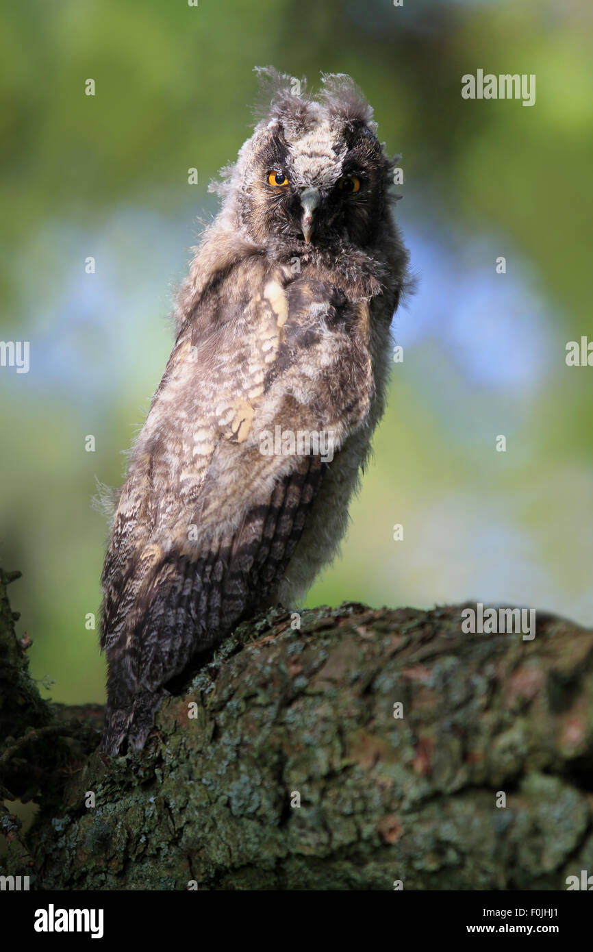 A Natural, Wild Long-eared Owlet (Asio otus) portrait. Staring from its ...