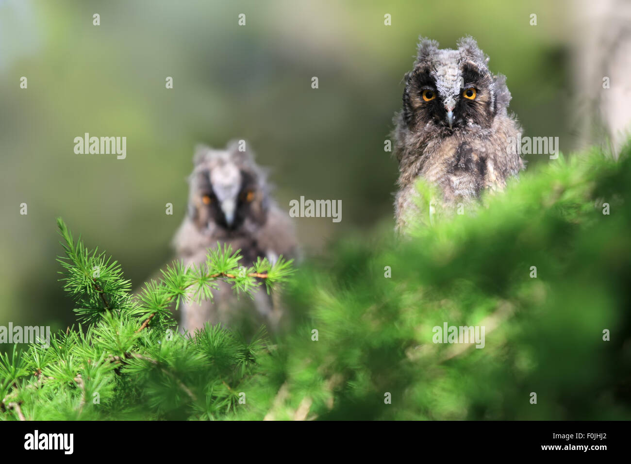 Long eared owls uk hi-res stock photography and images - Alamy