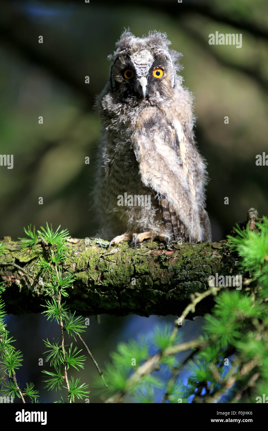 A Natural, Wild Long-eared Owlet (Asio otus) portrait. Staring from its ...