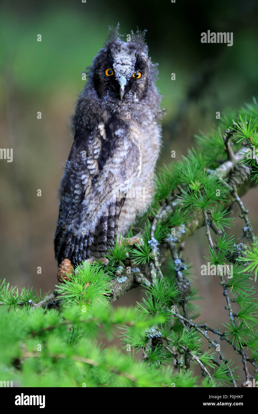 A Natural, Wild Long-eared Owlet (Asio otus) portrait. Staring from its ...