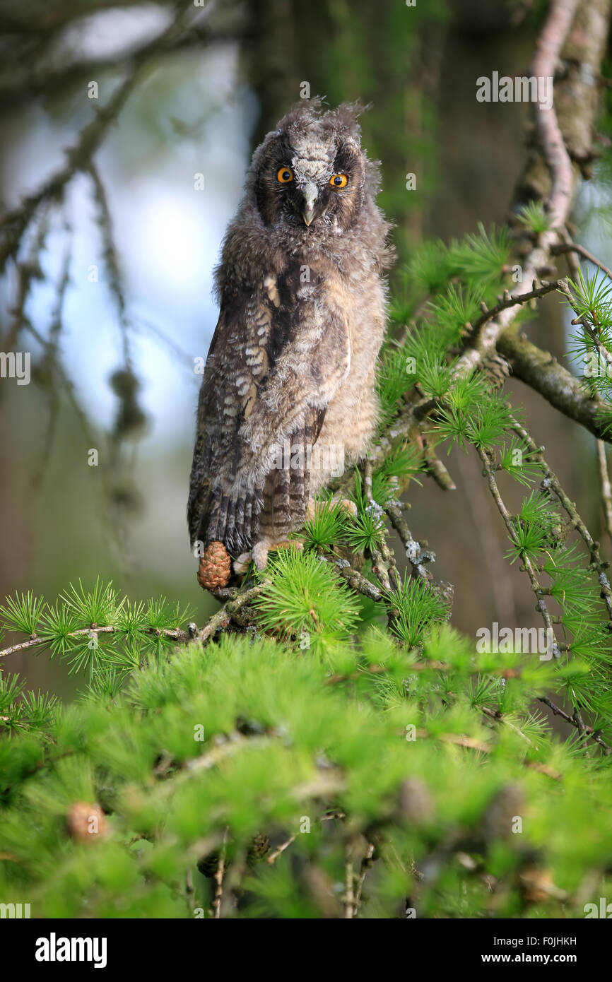 A Natural, Wild Long-eared Owlet (Asio otus) portrait. Staring from its ...