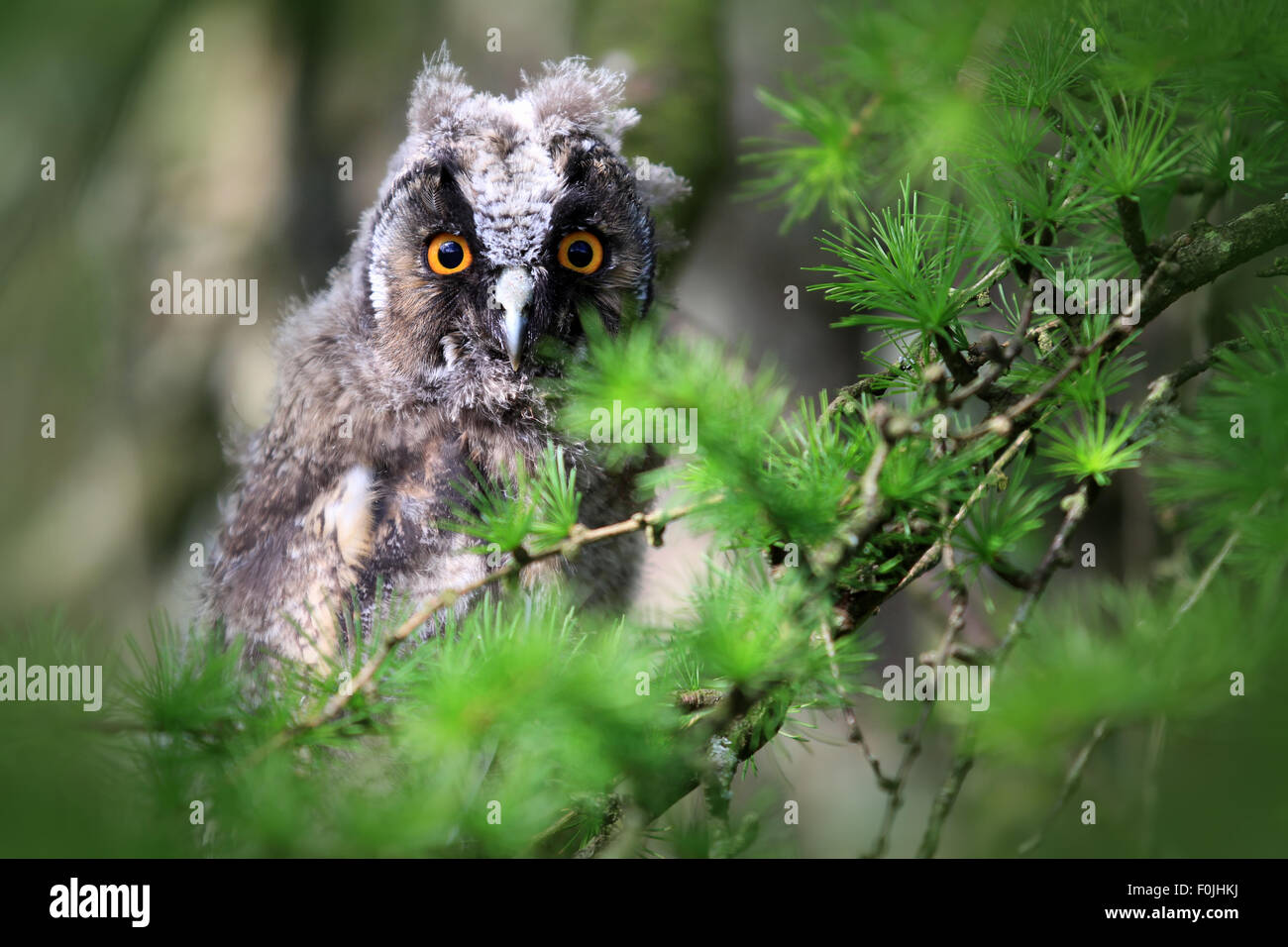 A Natural, Wild Long-eared Owlet (Asio otus) portrait. Staring from its ...