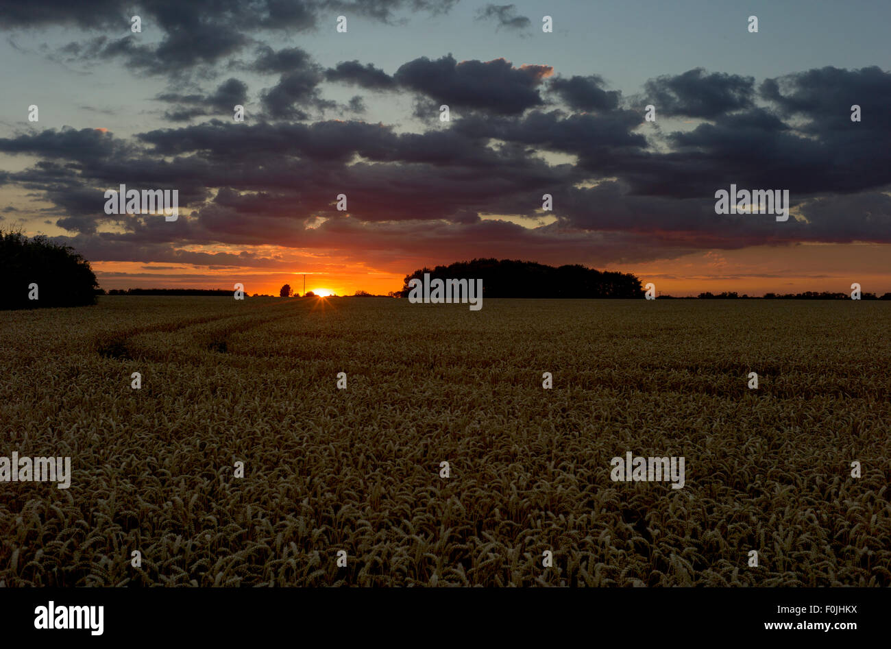 Thaxted Friday market cheese stall. Thaxted Essex England UK. August ...