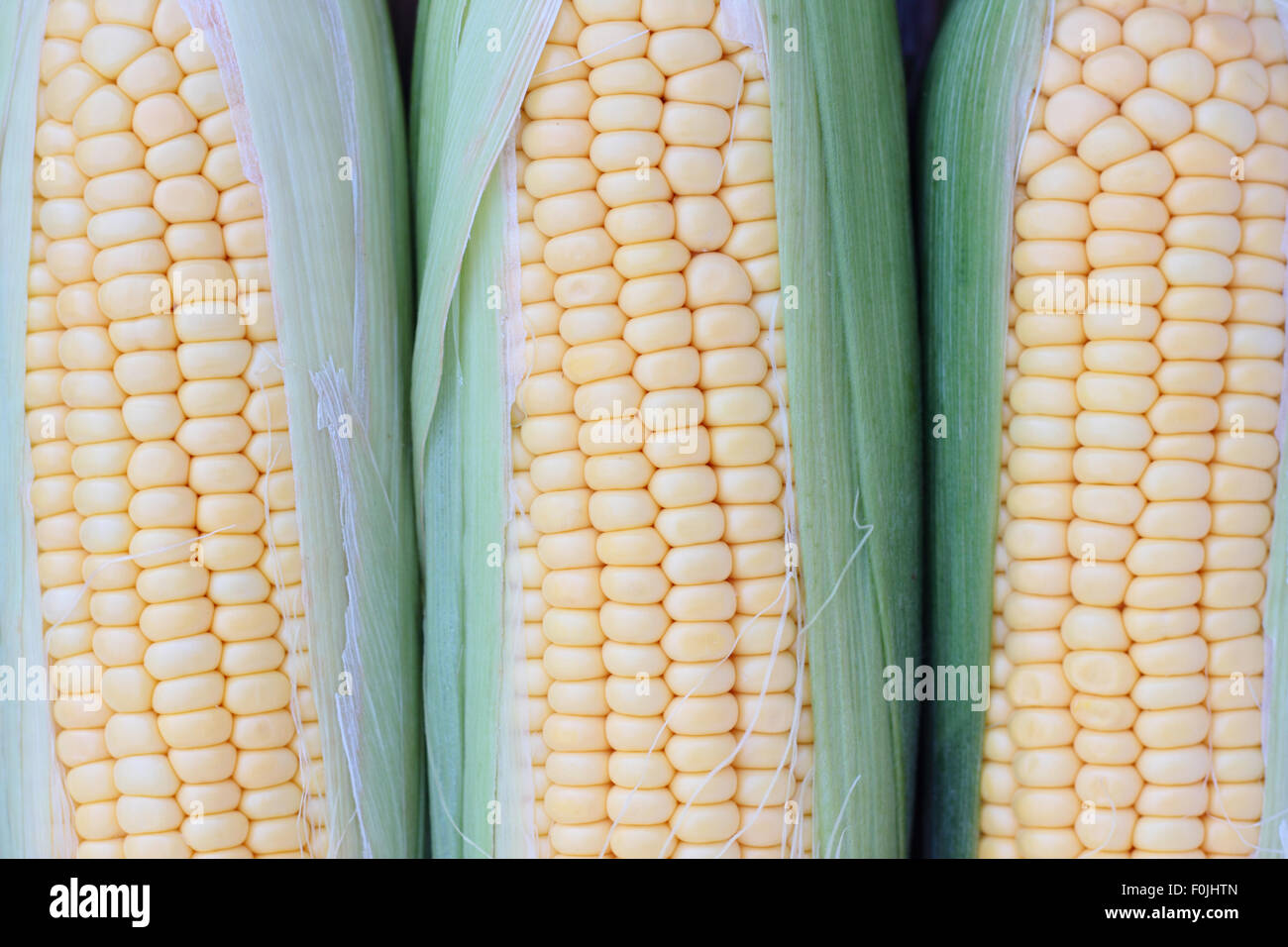 Closeup of just picked fresh corn cob Stock Photo - Alamy