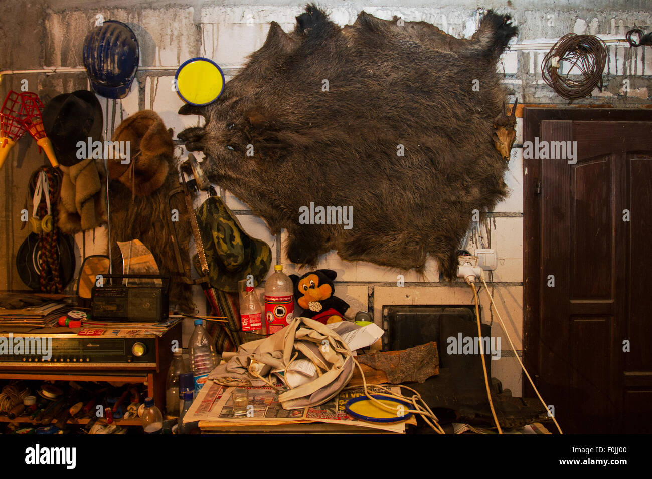 Wild boar (Sus scrofa) hide in the garage of a Romanian hunter. Mehadia ...