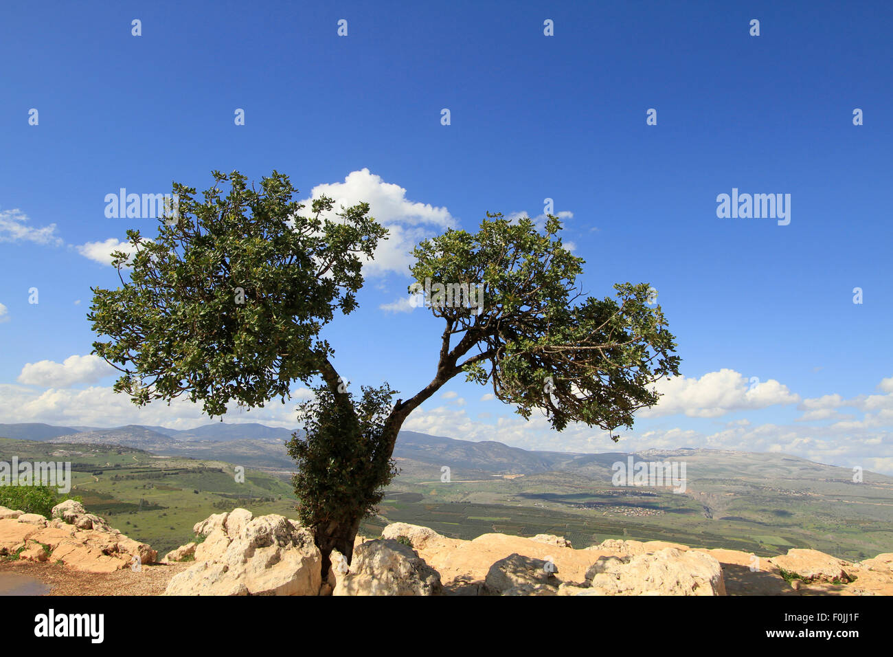 Israel, Lower Galilee, Carob tree at the top of Mount Arbel Stock Photo ...