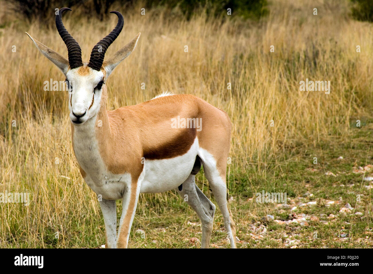 Springbok at Ethosa National Park, Namibia Stock Photo - Alamy