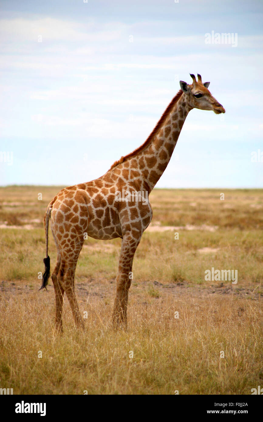 Single giraffe in grassland (Giraffa camelopardalis), Etosha National ...