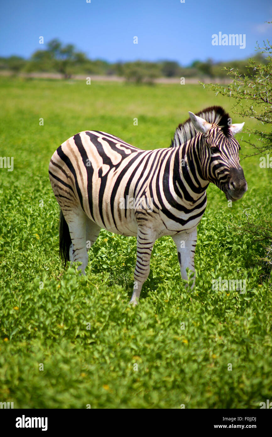 Zebra in Etosha National Game reserve in namibia Stock Photo - Alamy