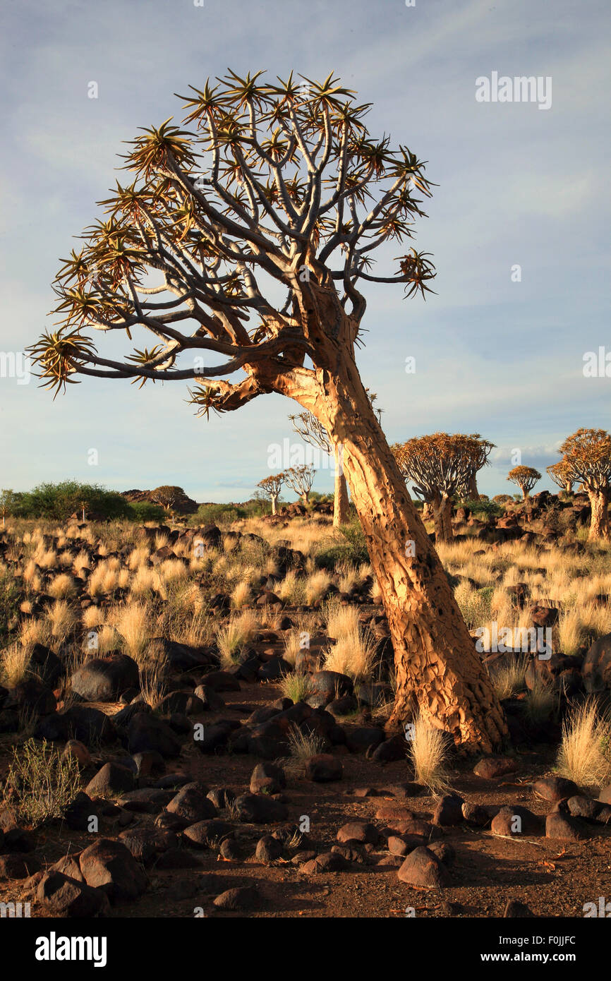 Aloe dichotoma, also known as quiver tree or kokerboom, is a species of ...