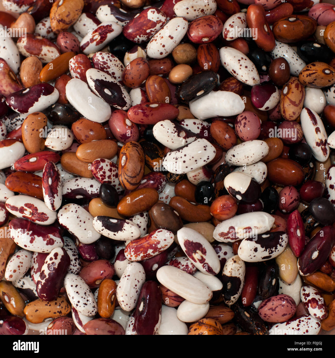 Many kidney beans different colors and shapes top view Stock Photo - Alamy