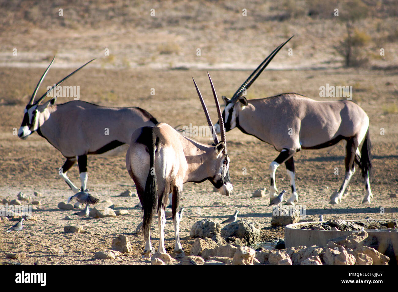 Namibia oryx dune fighting hi-res stock photography and images - Alamy
