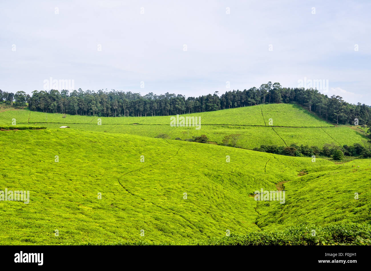Tea plantations along the Bamenda ring road, Cameroon Stock Photo - Alamy