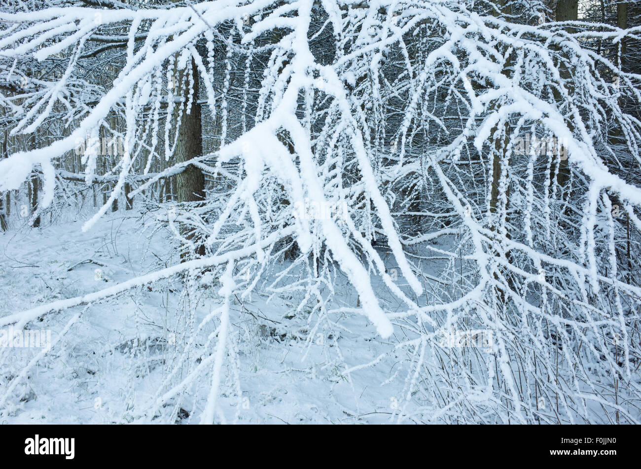 snow on trees in Denmark Stock Photo - Alamy